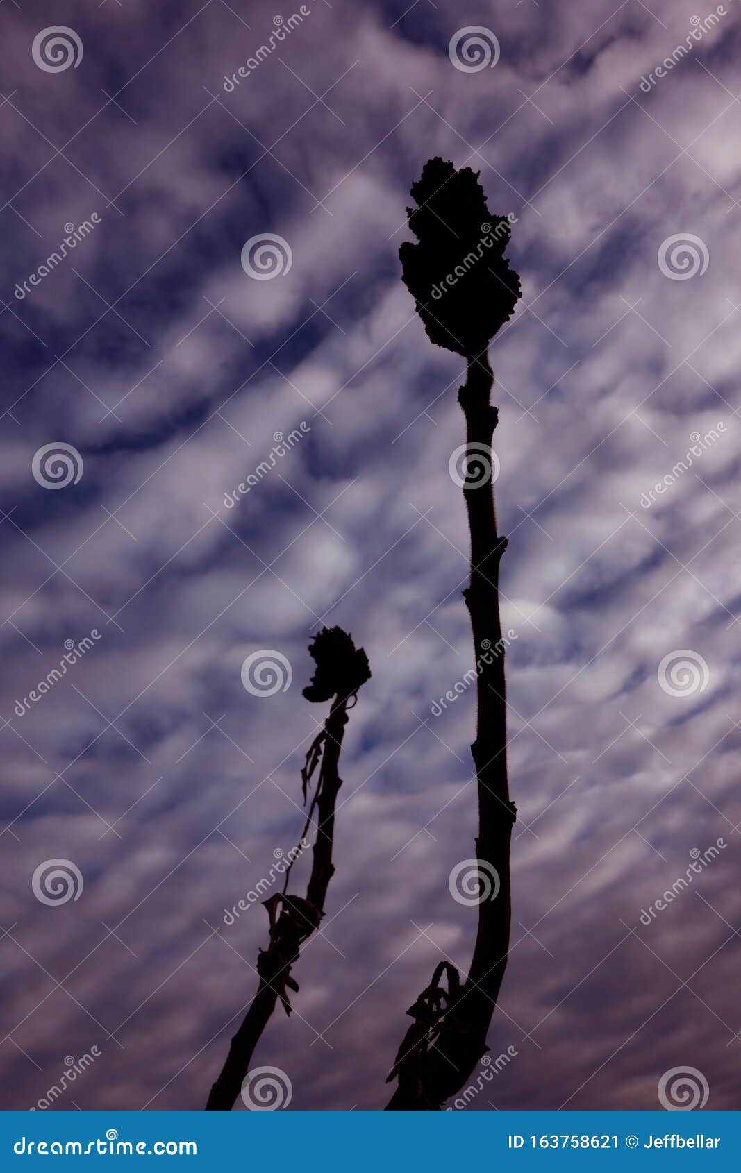 Twilight Stratus Clouds with Tree Silhouettes Stock Image - Image of ...