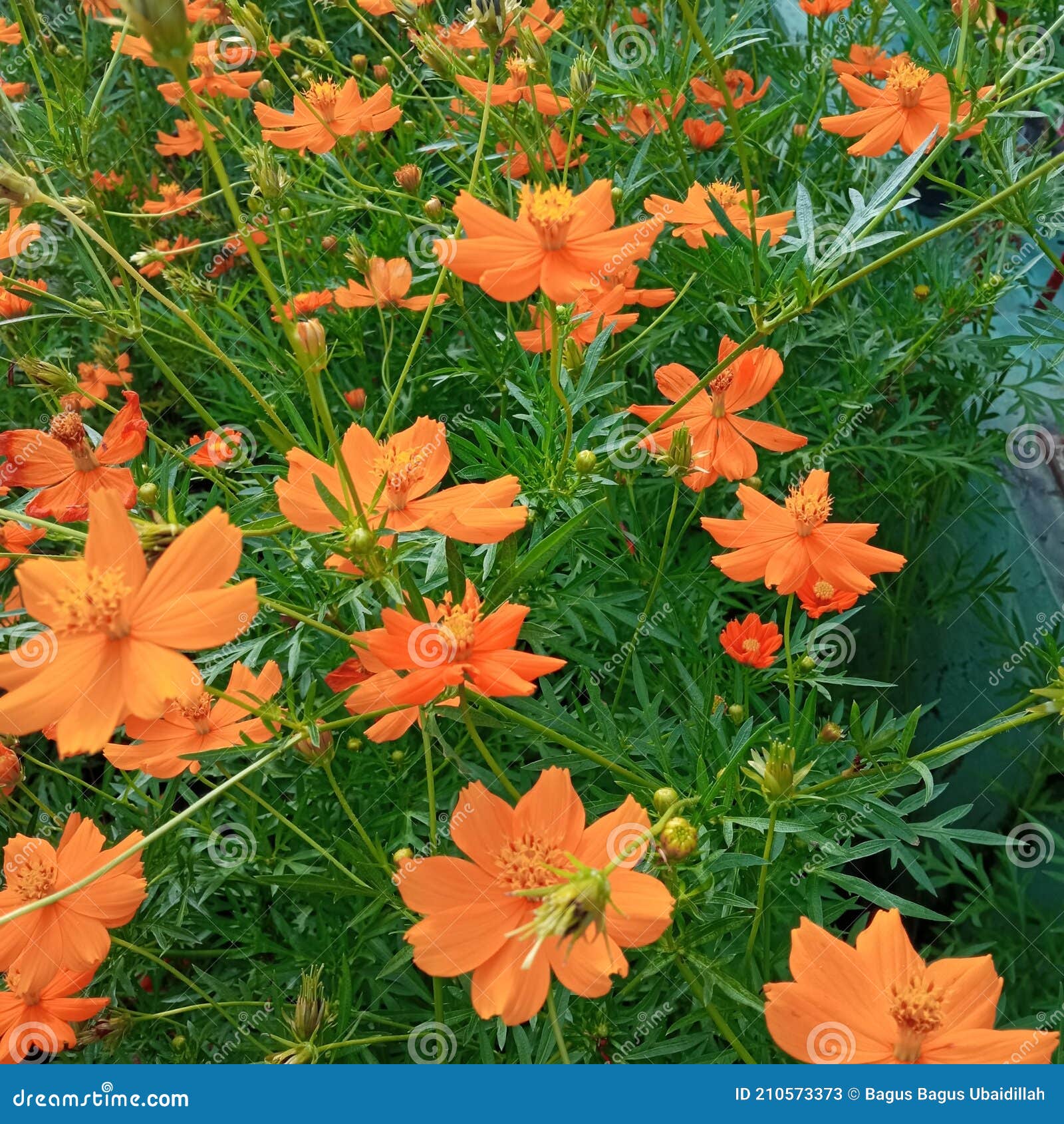 Twilight Flowers - Flower - Enjoy Stock Image - Image of leaf, petal ...