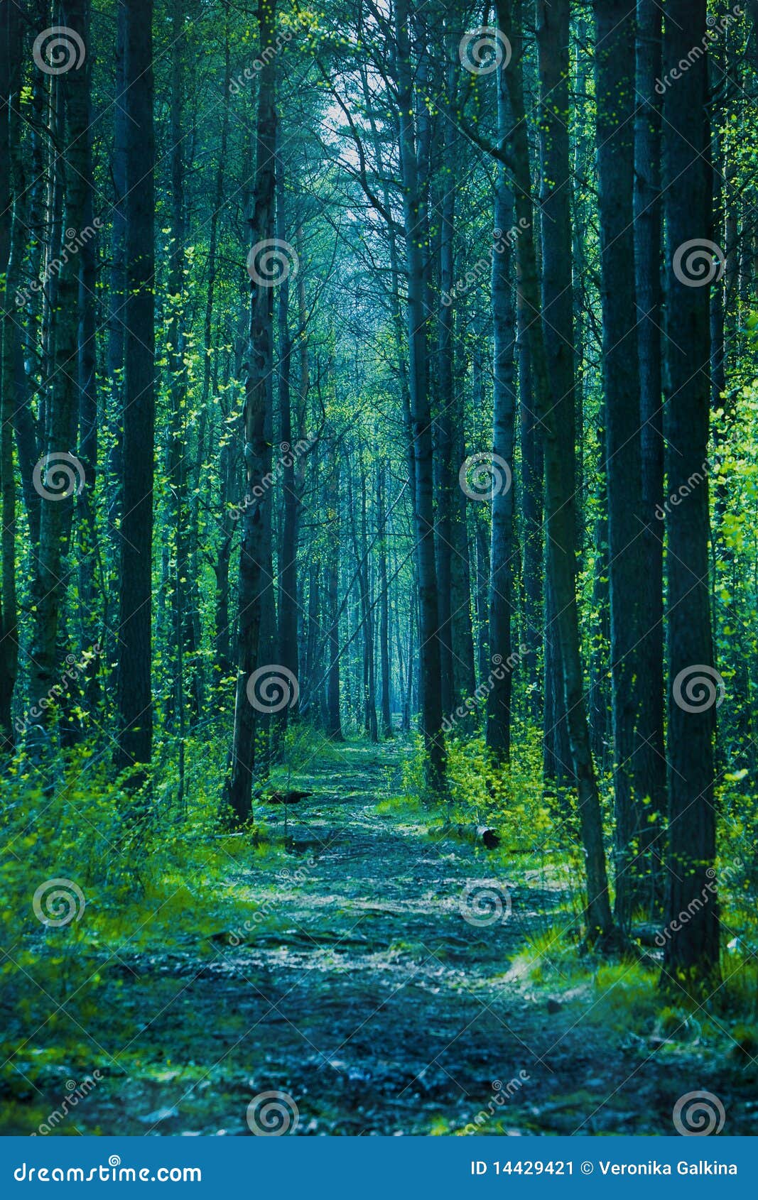 Twilight Forest Royalty-Free Stock Photo | CartoonDealer.com #14429421