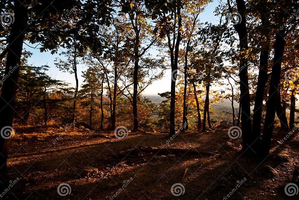 Twilight in the forest stock photo. Image of beautiful - 307524