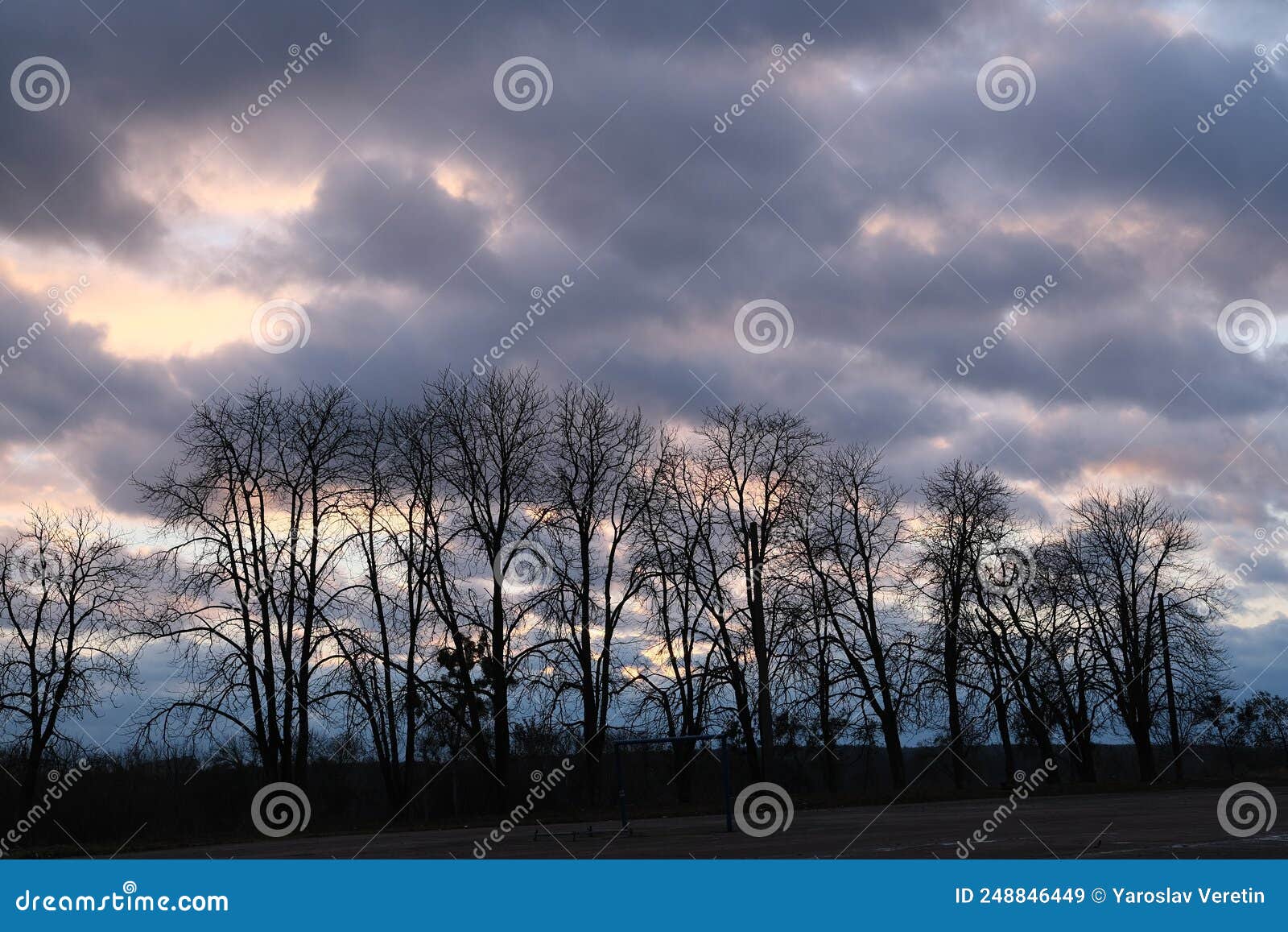 Twilight in the Forest. Silhouettes of Trees Against a Cloudy Sky Stock ...