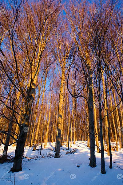 Twilight forest trees stock photo. Image of glowing, forestry - 16009078