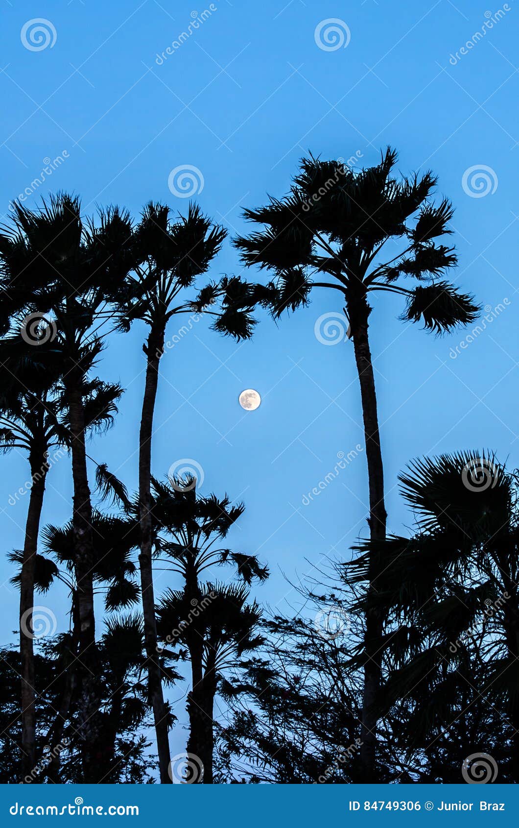 Twilight with the Full Moon and Palm Tree Silhouette Stock Photo ...