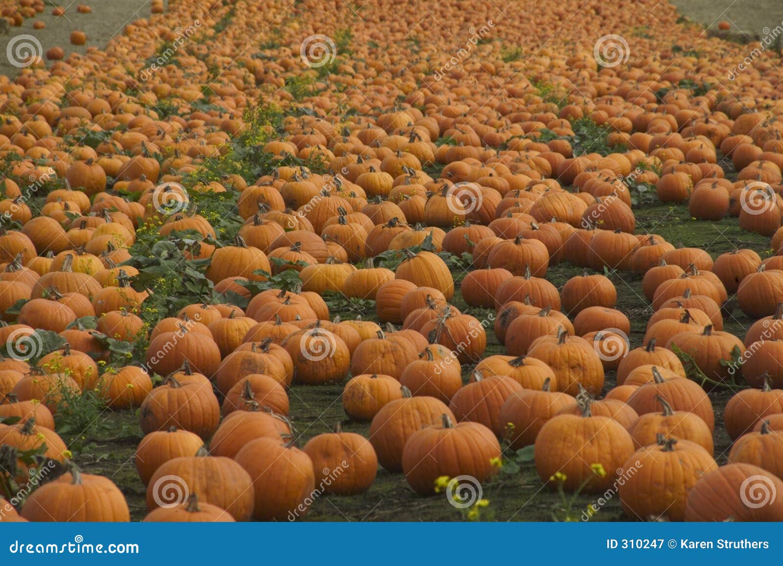 Twilight in the Pumpkin Field Stock Image - Image of california, patch ...