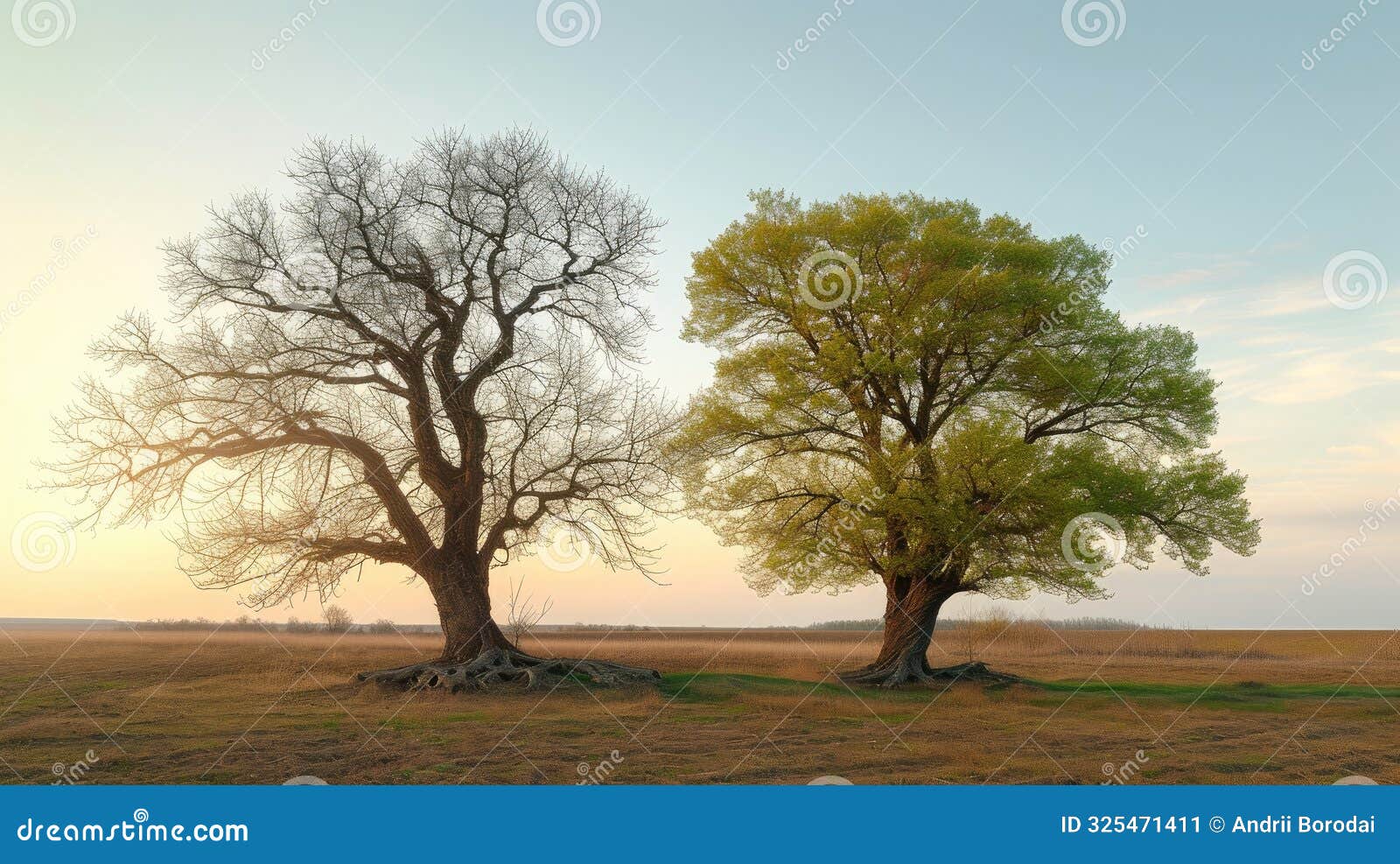 The Tree Is Withered And Leafless. Royalty-Free Stock Image ...