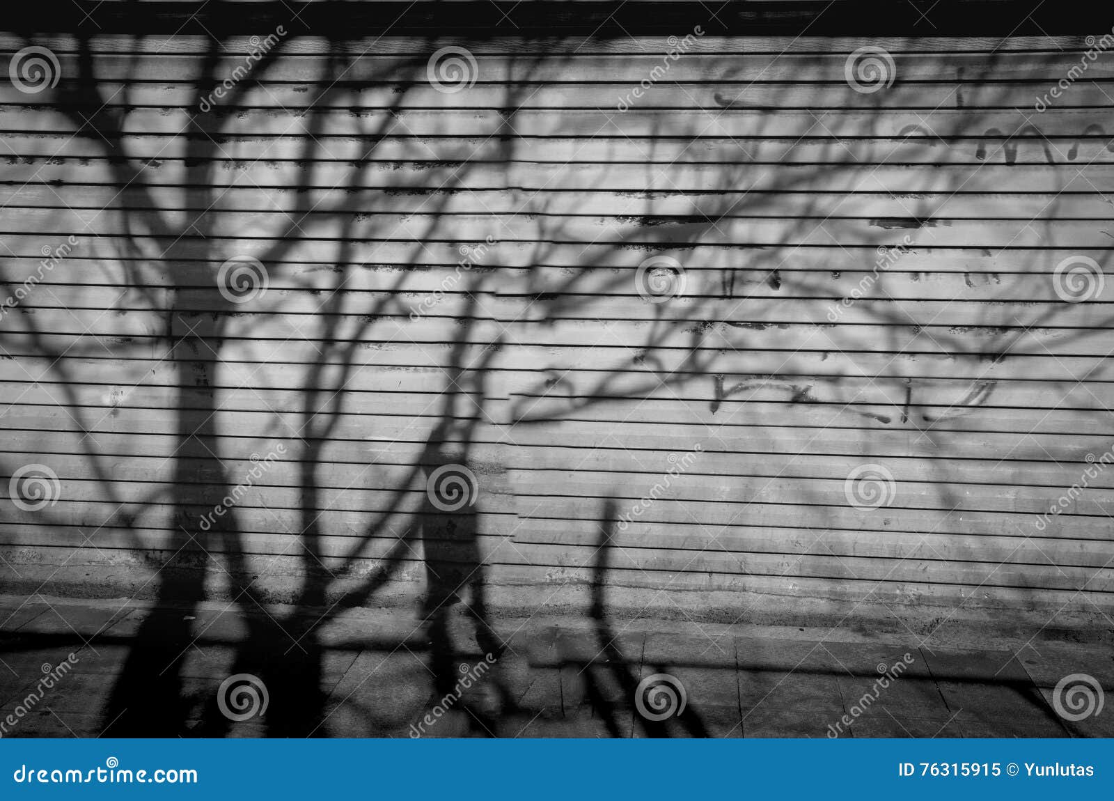 Twilight Shadows. Tree Shadow Reflected on the Wall Stock Image - Image ...