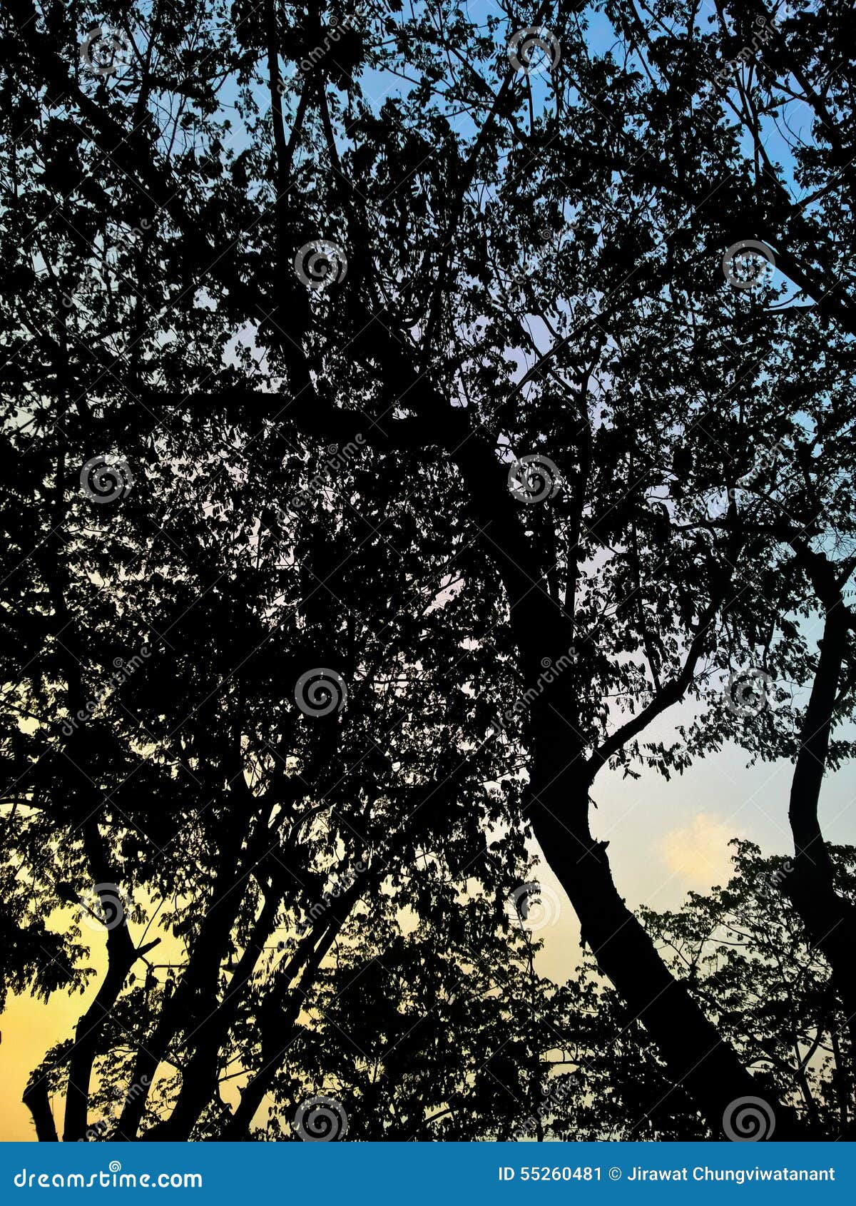 Twilight silhouette tree stock image. Image of plant - 55260481