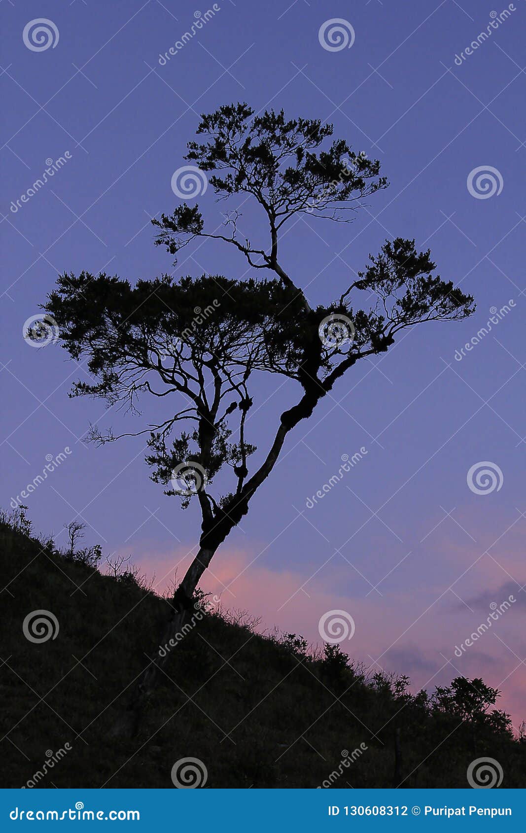 Twilight Silhouette of Trees Against the Light. Stock Photo - Image of ...