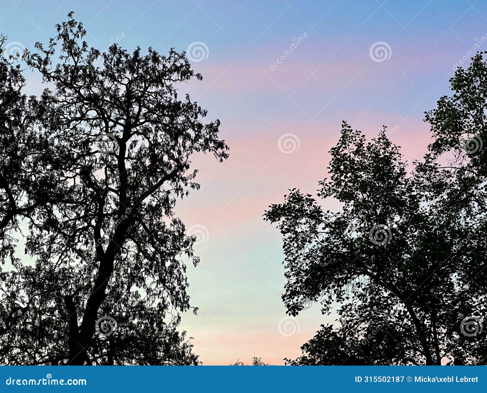 Twilight Silhouettes: Majestic Trees Under a Pastel Sunset Sky Stock ...
