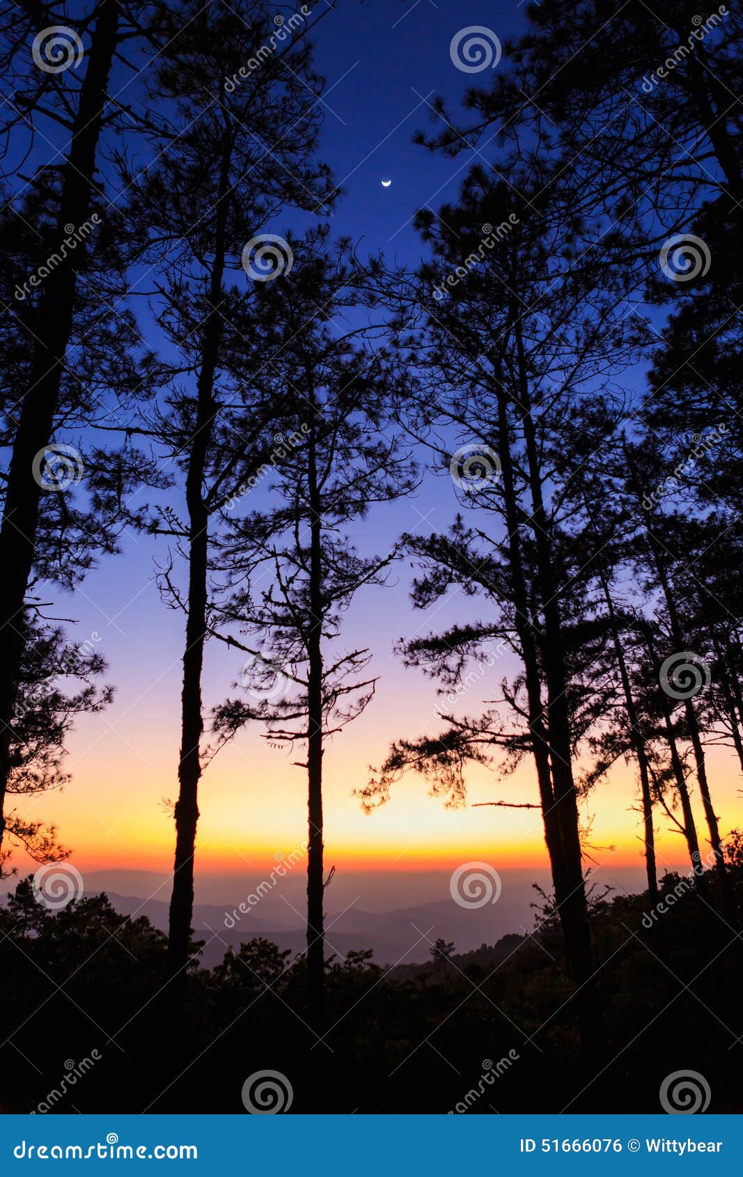Twilight Sky with Silhouette Pine Tree Stock Photo - Image of beautiful ...
