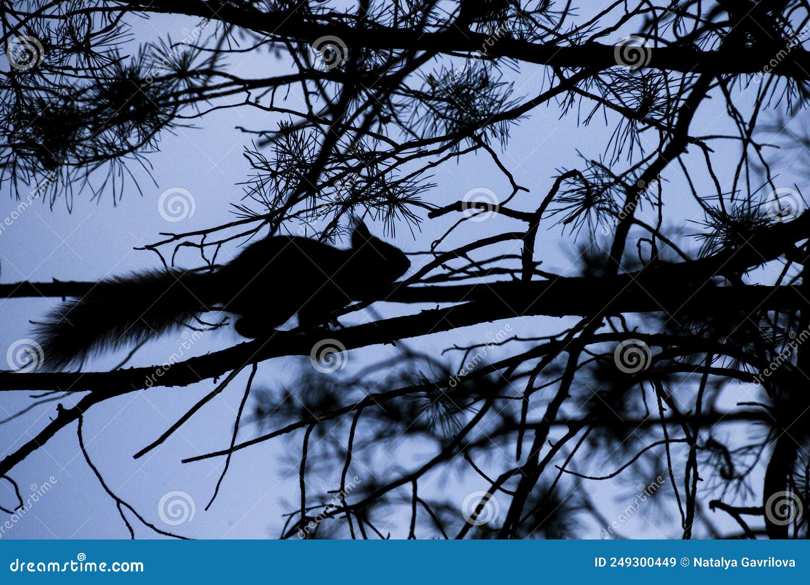 Twilight, a Squirrel on a Tree Will Jump Stock Image - Image of jumping ...