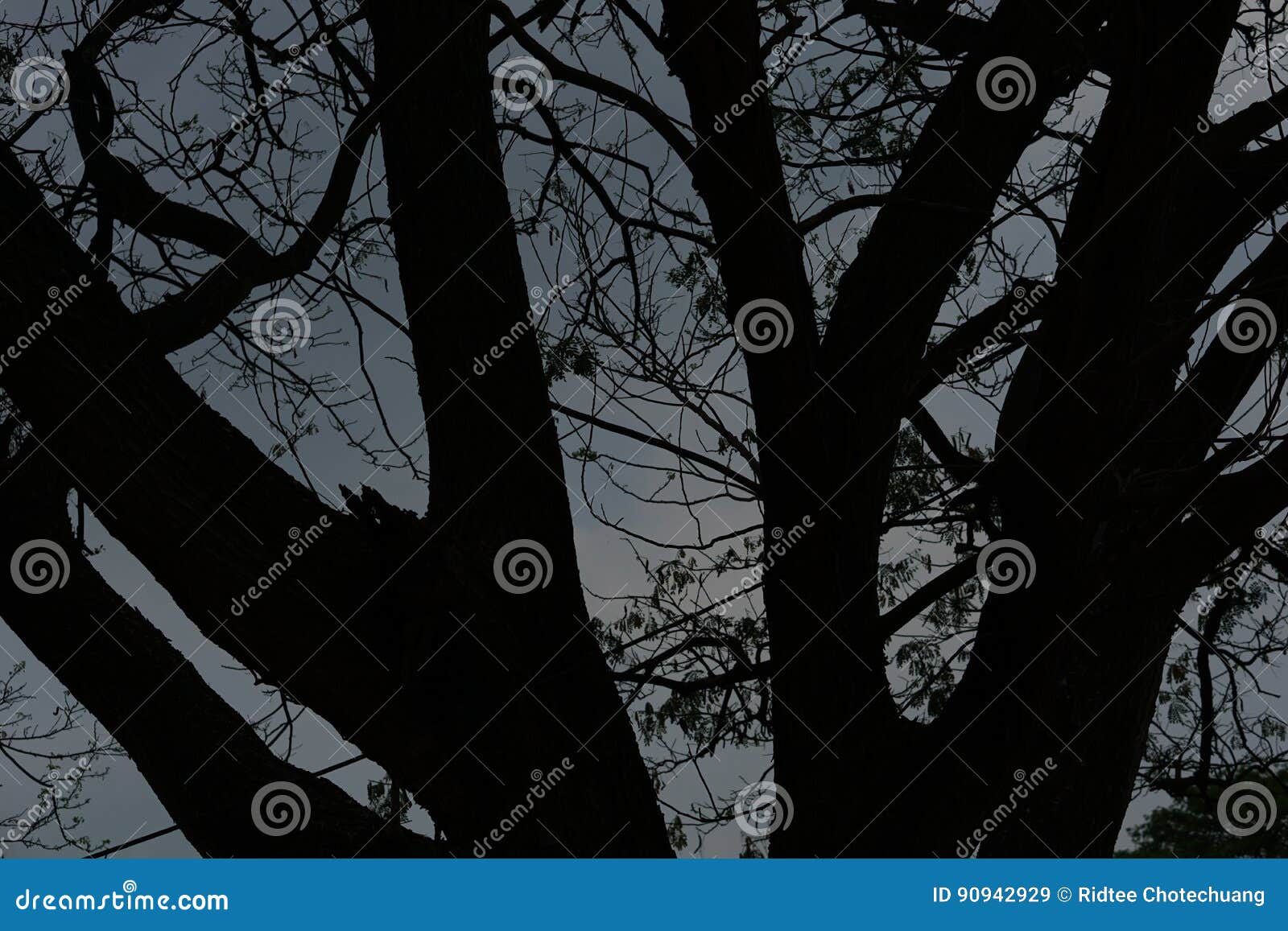 Twilight. Sunset until the Sky is Dark with the Shadow of the Tree ...