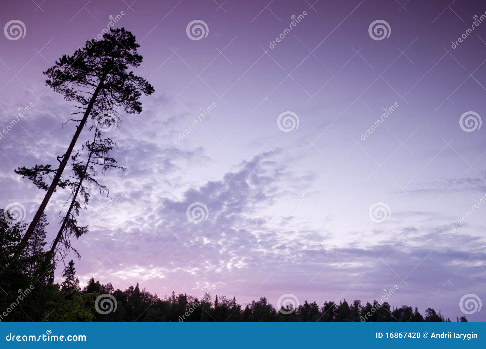 Twilight Tree stock photo. Image of sunlight, woods, origins - 16867420