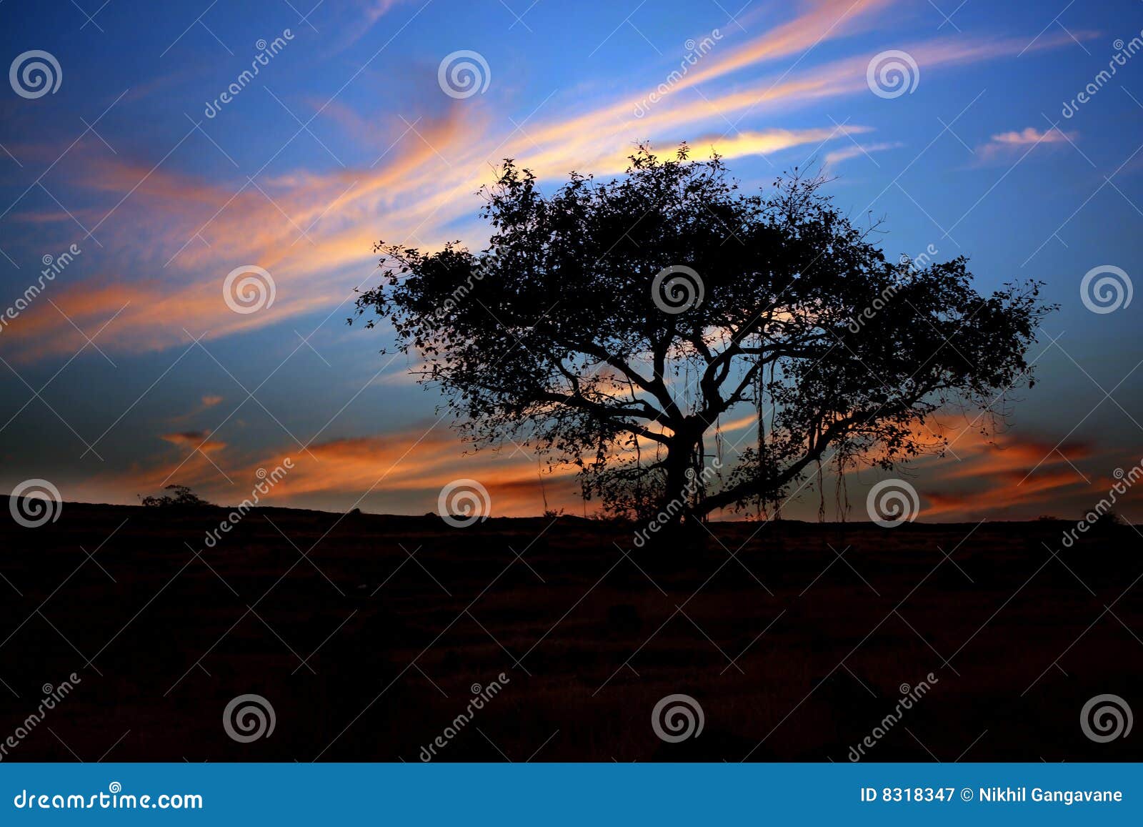 Twilight Tree stock image. Image of picturesque, nature - 8318347