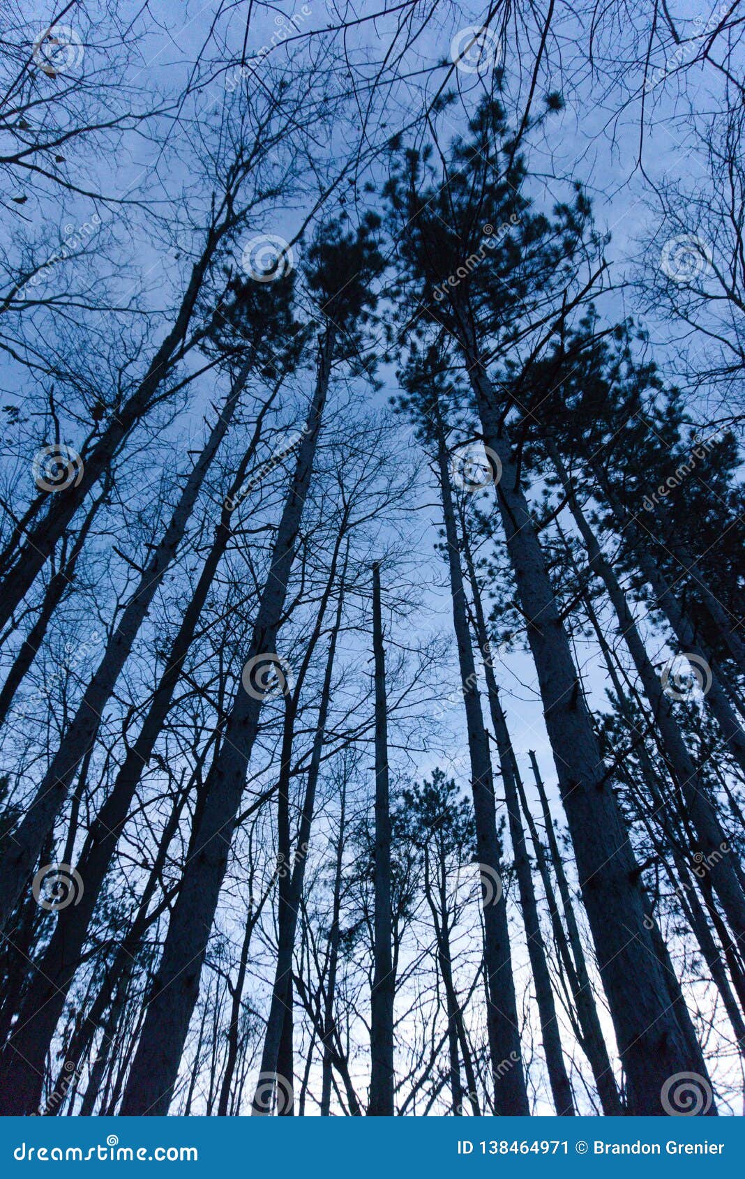 Twilight Tree Canopy stock image. Image of frozen, climate - 138464971