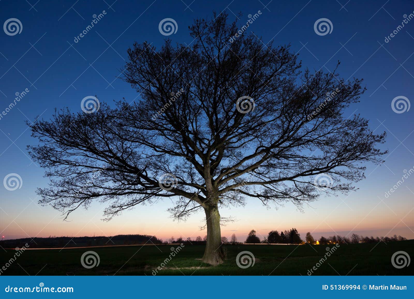 Twilight Tree stock photo. Image of landscape, twilight - 51369994