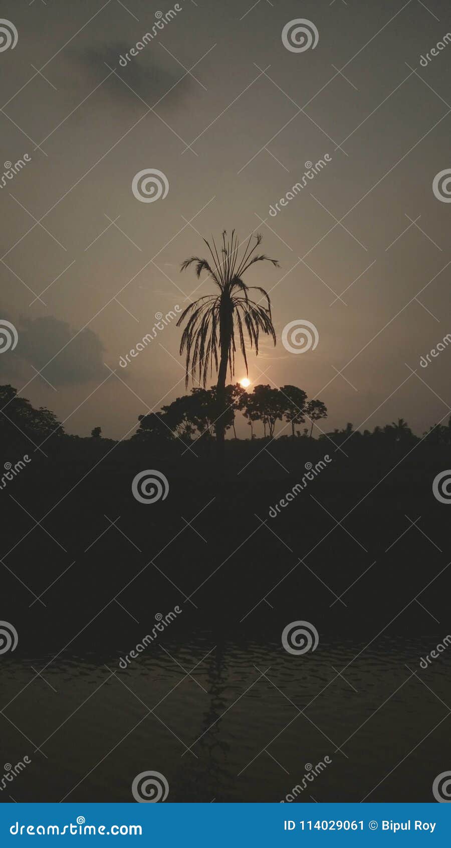 Twilight stock image. Image of twilight, branch, palm - 114029061