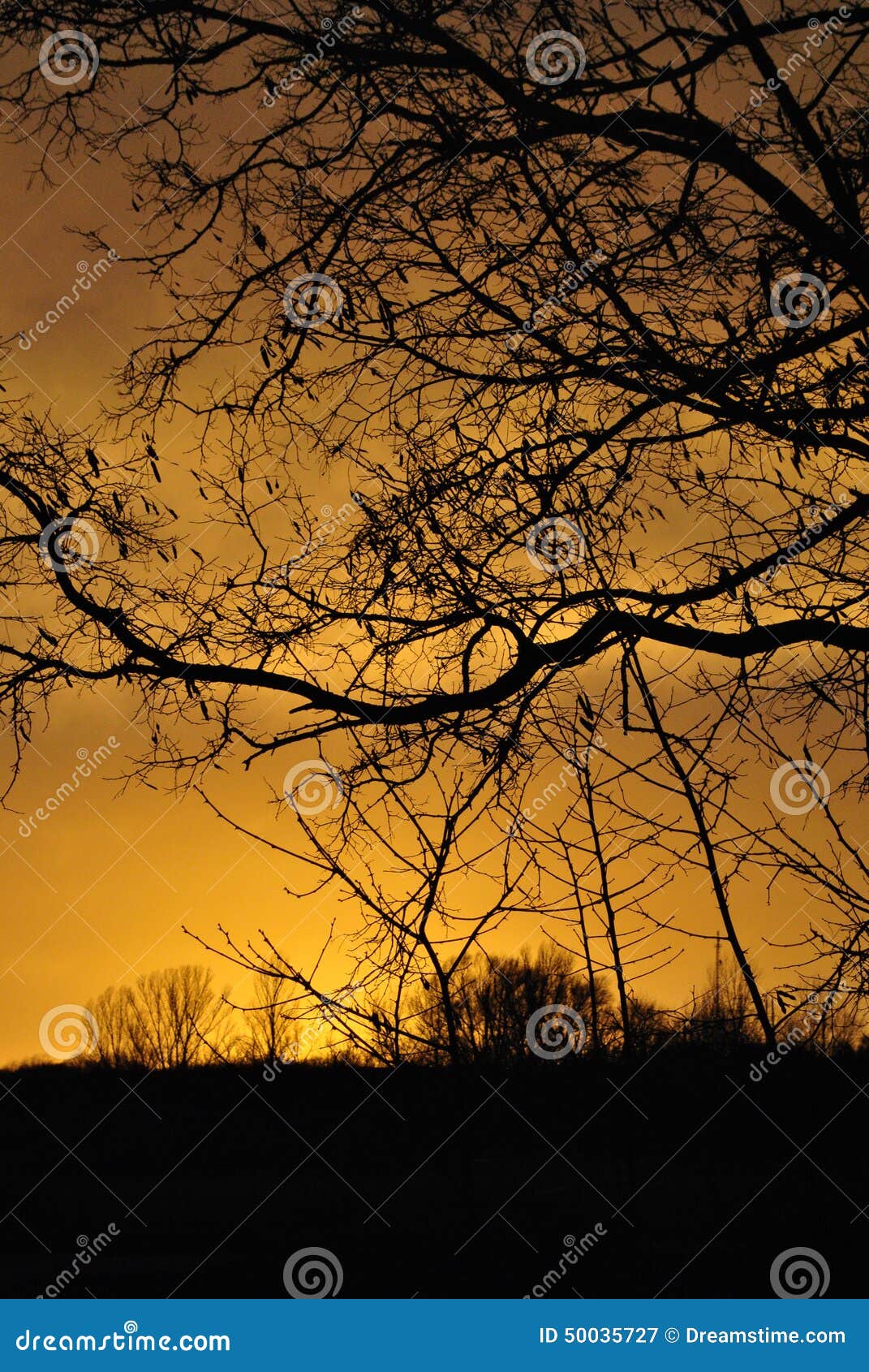 Twilight stock image. Image of summer, dusk, trees, gold - 50035727