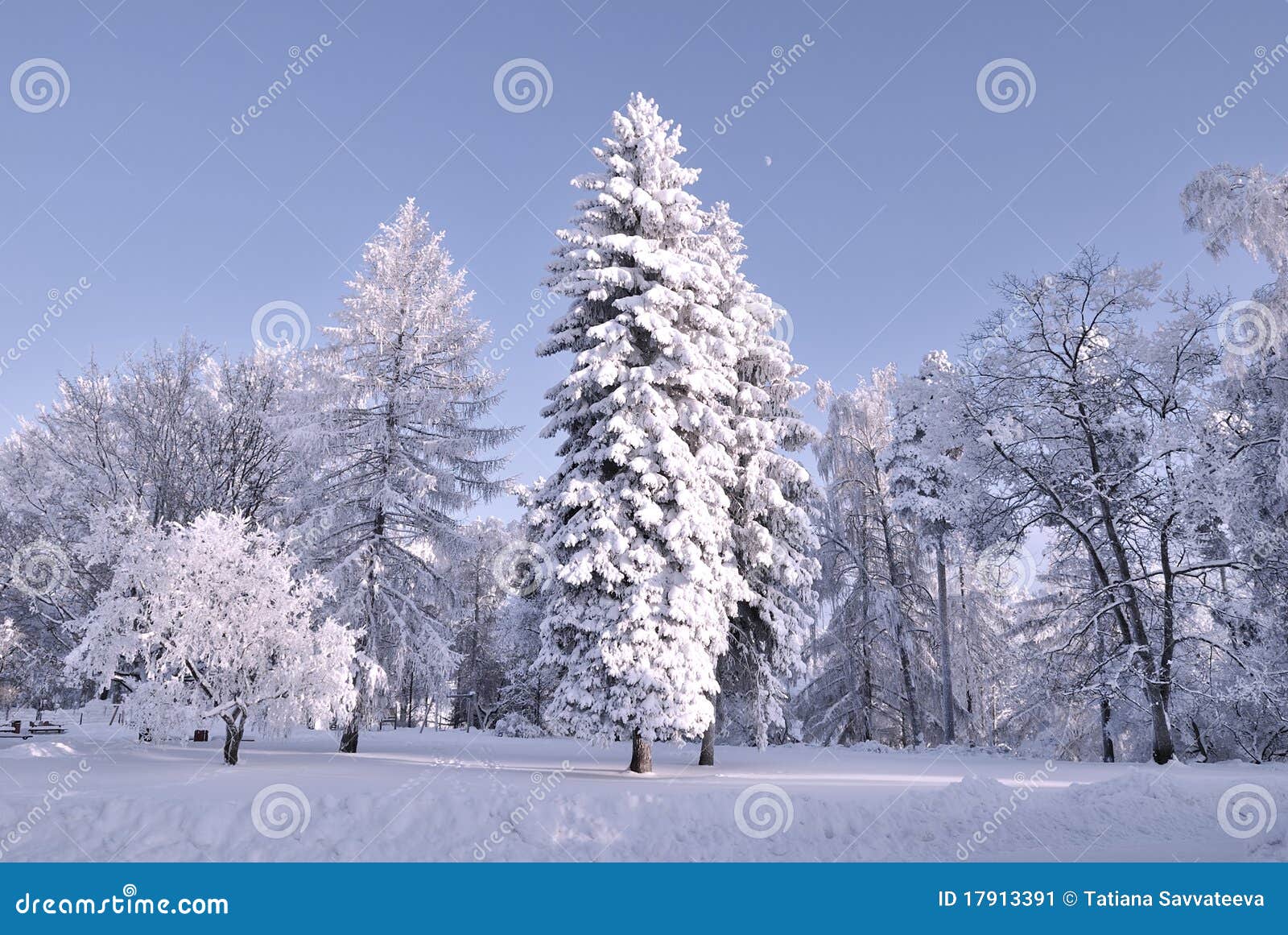 Twilight in the Winter Forest Stock Image - Image of park, reserve ...