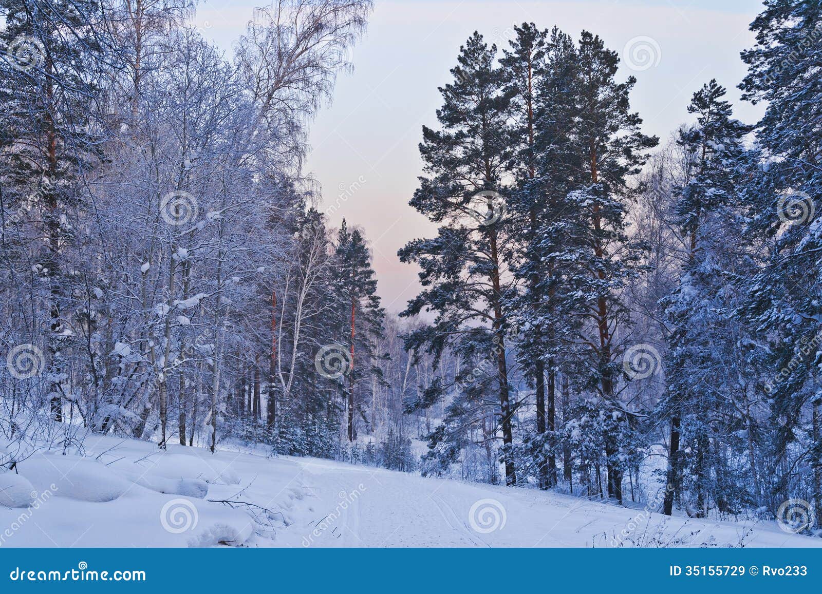 Twilight in the Winter Forest. Stock Image - Image of distant, flora ...