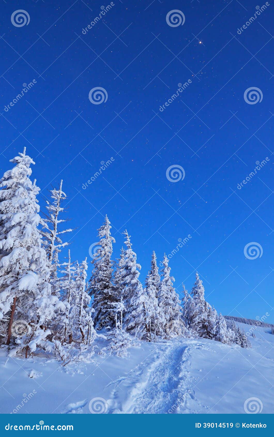 Twilight in the Woods in Winter Stock Image - Image of idyllic, dark ...