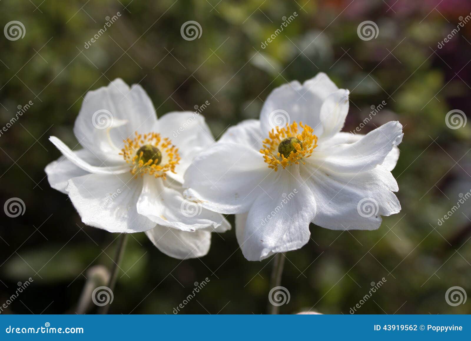 Twin Anemones stock photo. Image of sunlight, anemone - 43919562