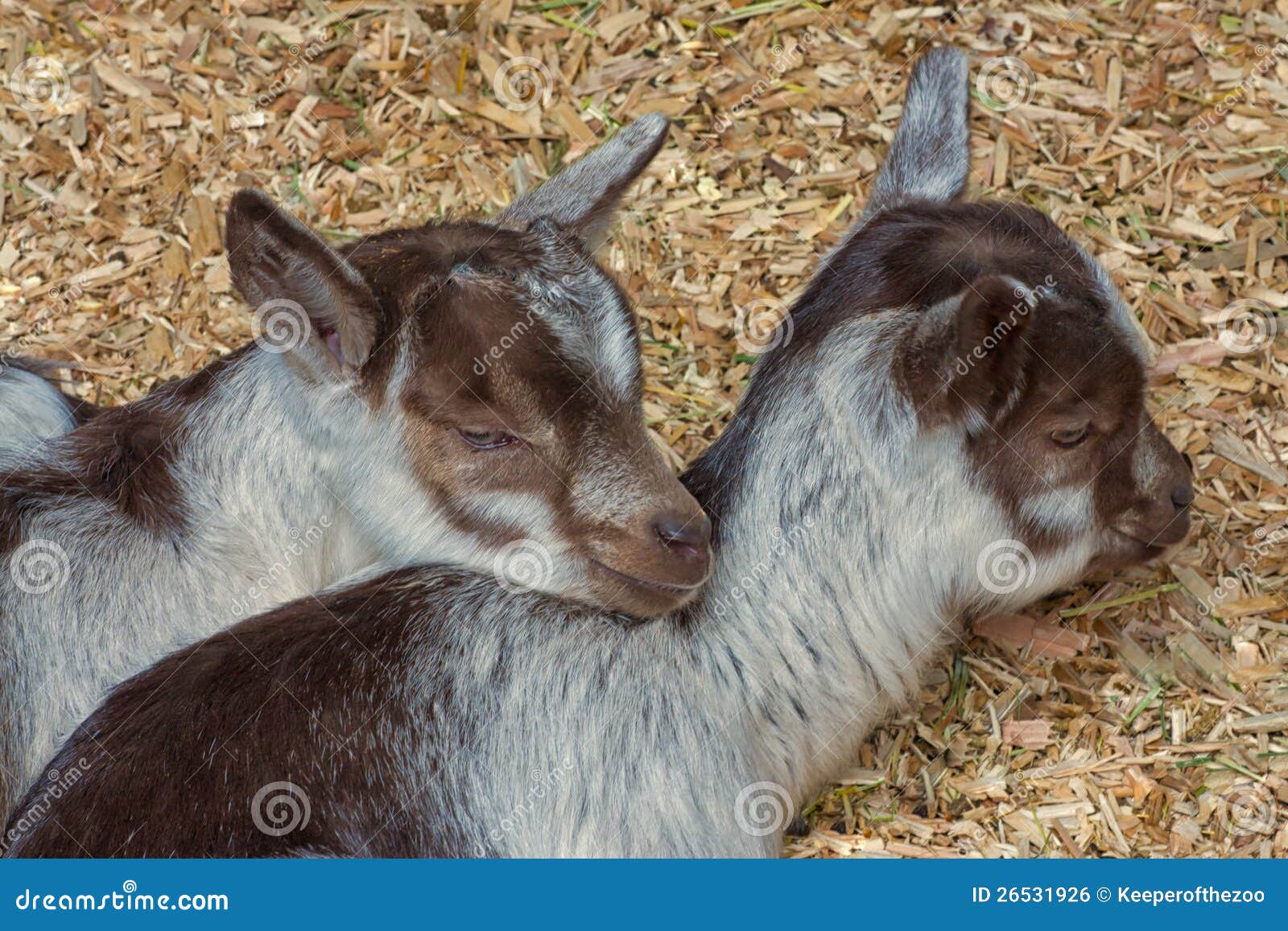 Twin Baby Goats Royalty-Free Stock Image | CartoonDealer.com #26531926