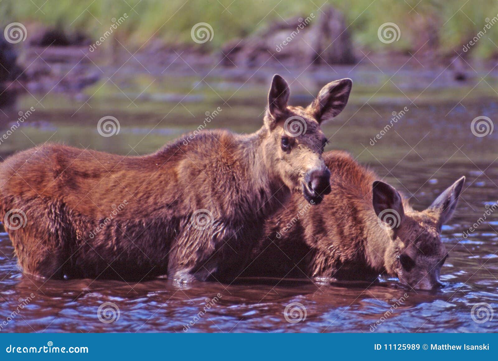 Twin baby moose stock image. Image of wildlife, maine - 11125989