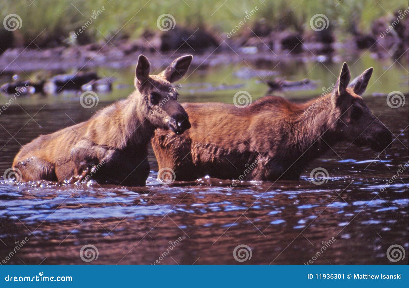Twin baby moose, stock image. Image of infant, cute, moose - 11936301