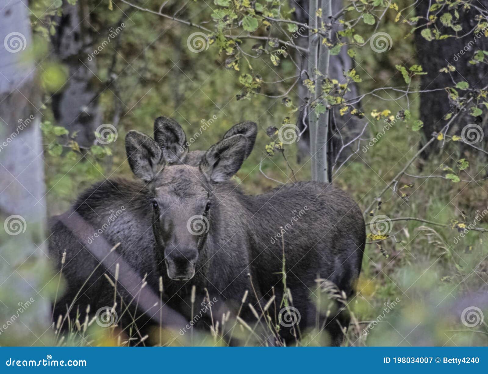 Twin Moose Babies Standing Together Looking at the Camera. Stock Image ...