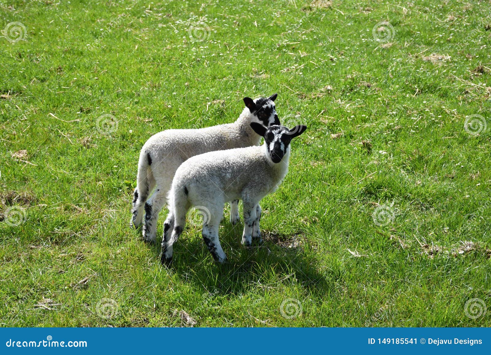 Beulah Speckled-Faced Sheep In Tall Grasses Royalty-Free Stock Photo ...