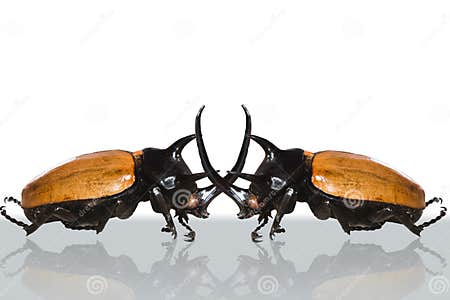 Twin Big horned beetle. stock photo. Image of entomological - 34696684