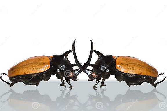 Twin Big horned beetle. stock photo. Image of entomological - 34696684