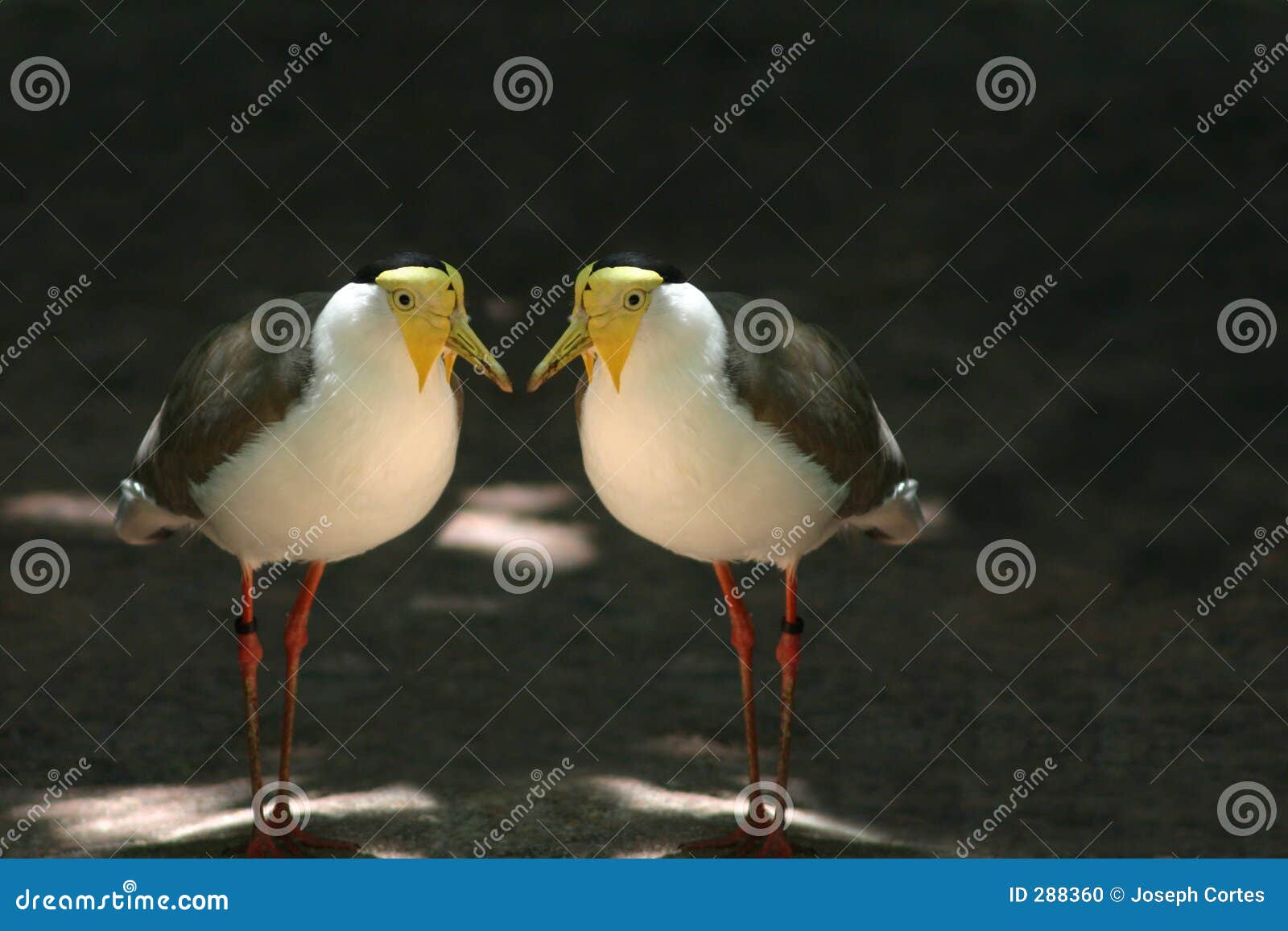 Twin birds stock photo. Image of white, outdoors, small - 288360