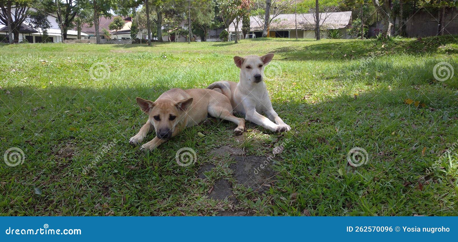 Twin dog brother together stock photo. Image of together - 262570096