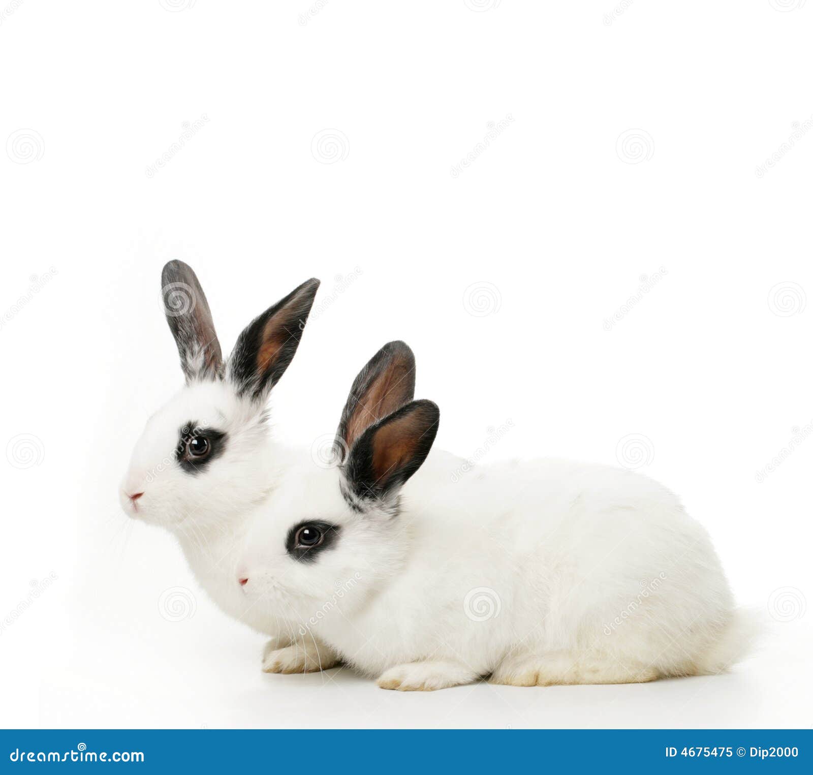 Twin bunnies stock image. Image of close, rabbit, fluffy - 4675475