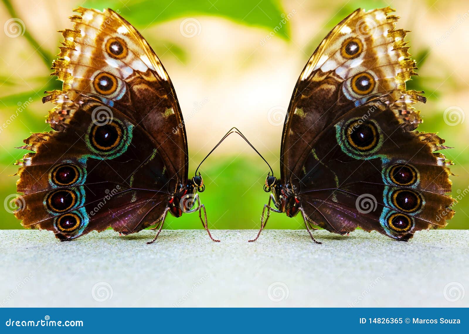 Twin Butterflies stock image. Image of forest, jungle - 14826365