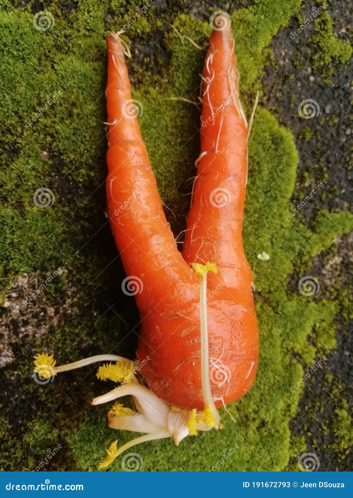 Twin Carrot root stock image. Image of orange, grass - 191672793
