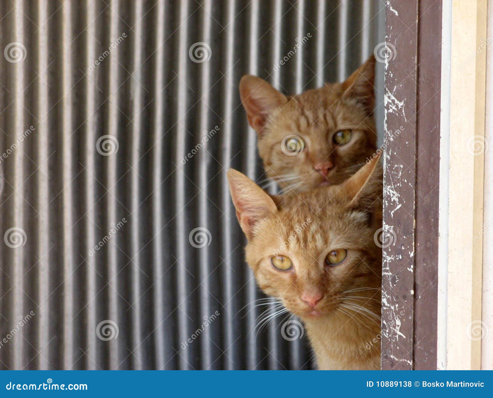 Twin cats stock photo. Image of yellow, animal, door - 10889138