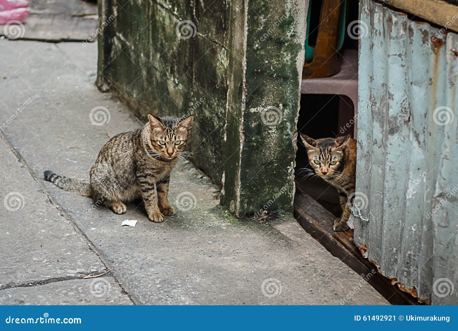 Twin Cats Looking Ferocious Stock Image - Image of kitten, eyes: 61492921