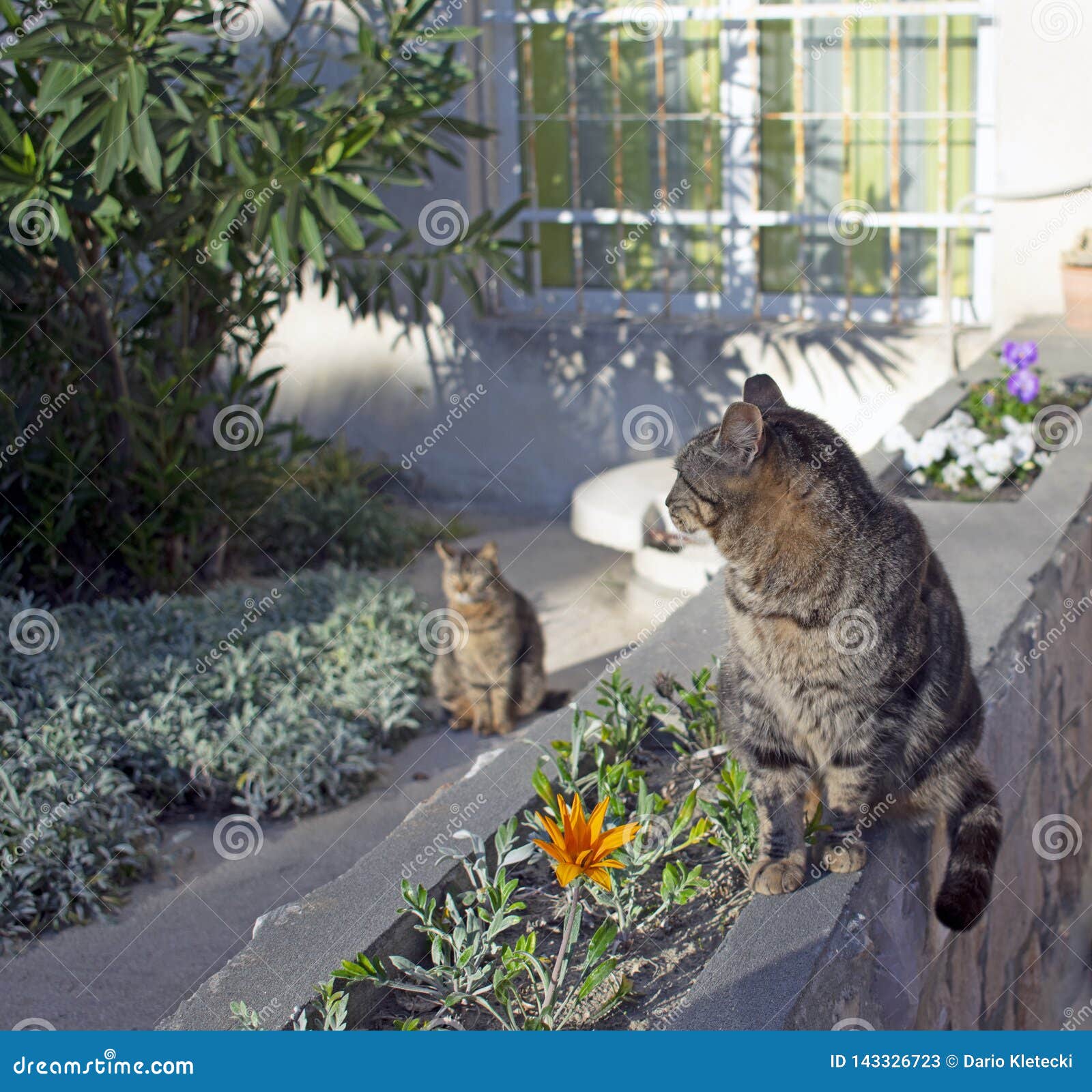 Twin cats in sunlight stock image. Image of animal, face - 143326723