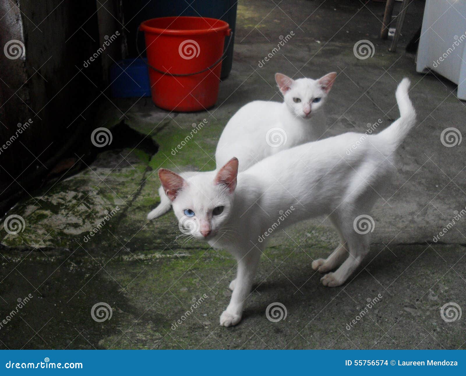 Twin cats stock photo. Image of camera, color, cats, backyard - 55756574