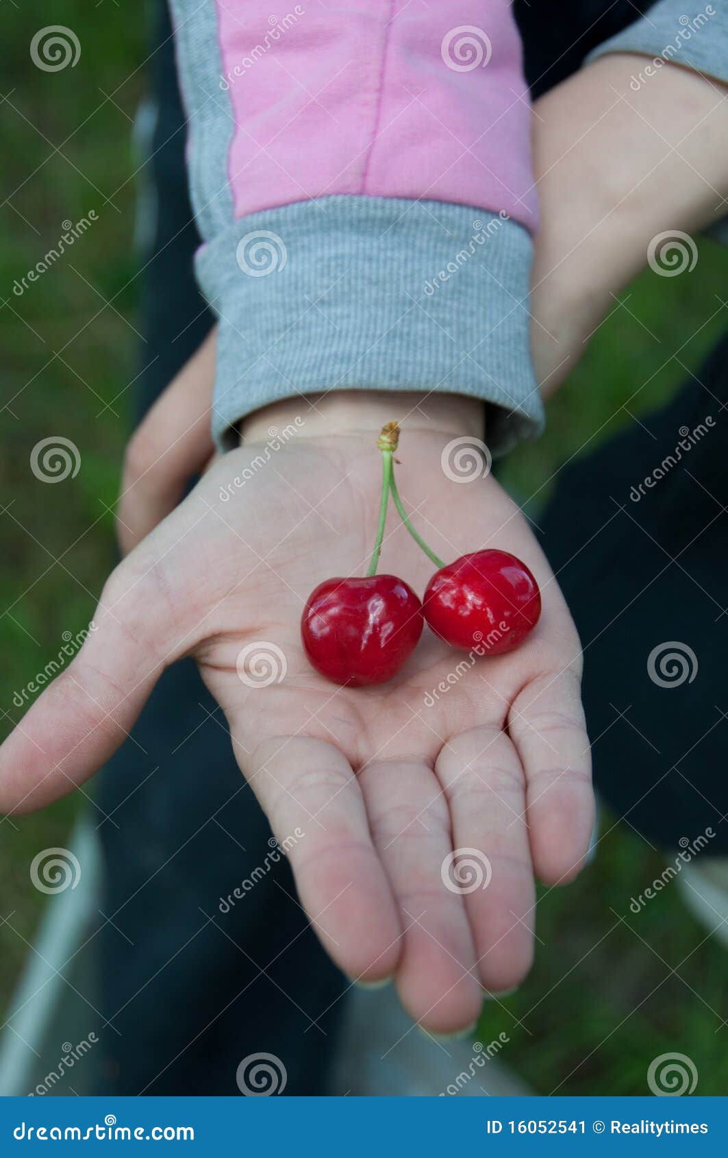 Twin Cherries Fresh from the Tree Stock Image - Image of little, face ...