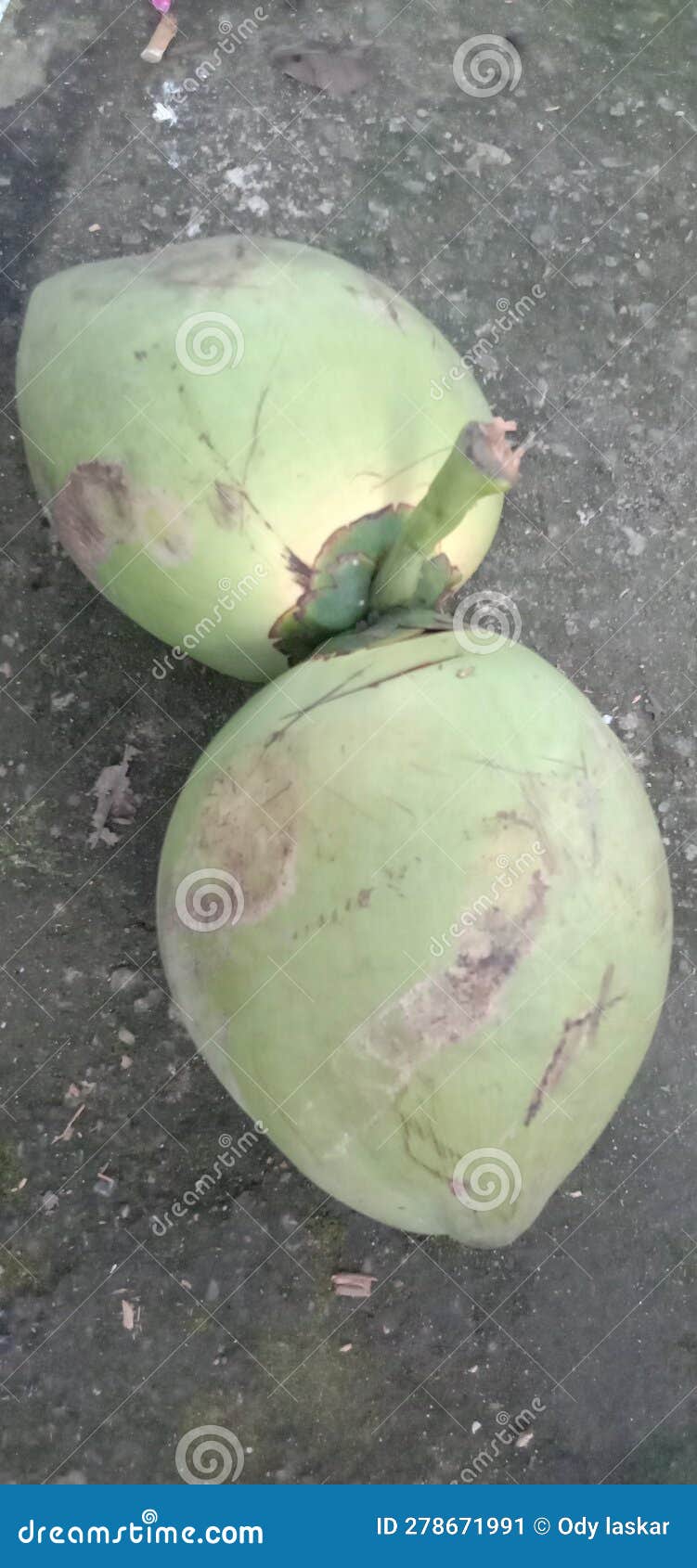 Twin coconat fruit stock image. Image of green, coconatfruit - 278671991