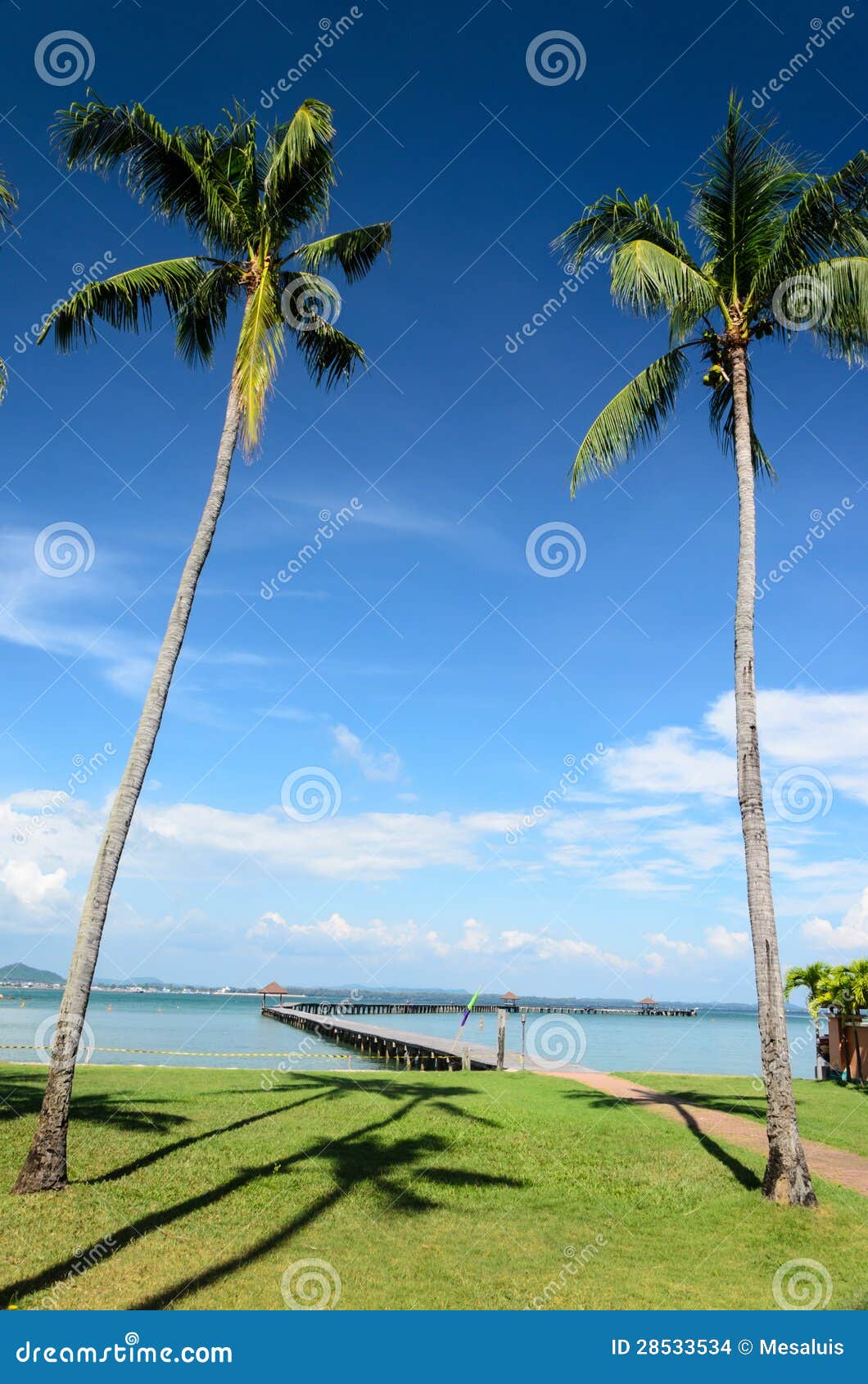 Twin coconut tree stock photo. Image of blend, holidays - 28533534