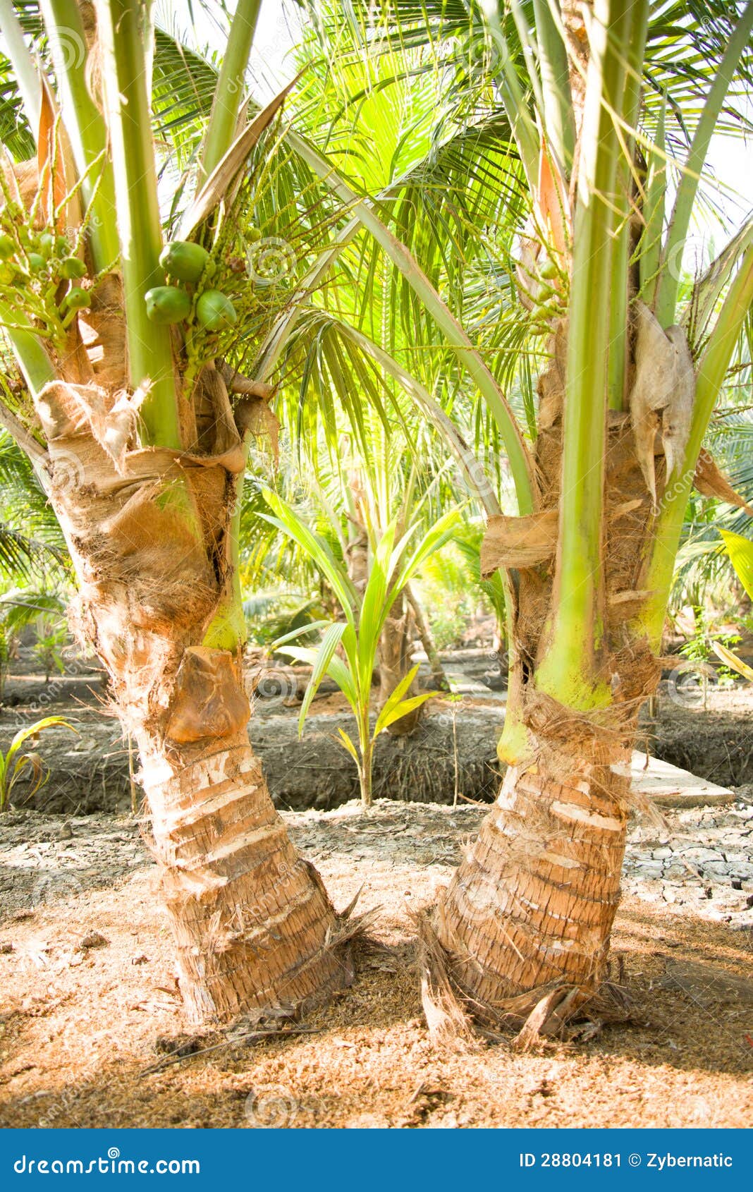 Twin Coconut Tree with Small Coconuts Stock Image - Image of coconut ...