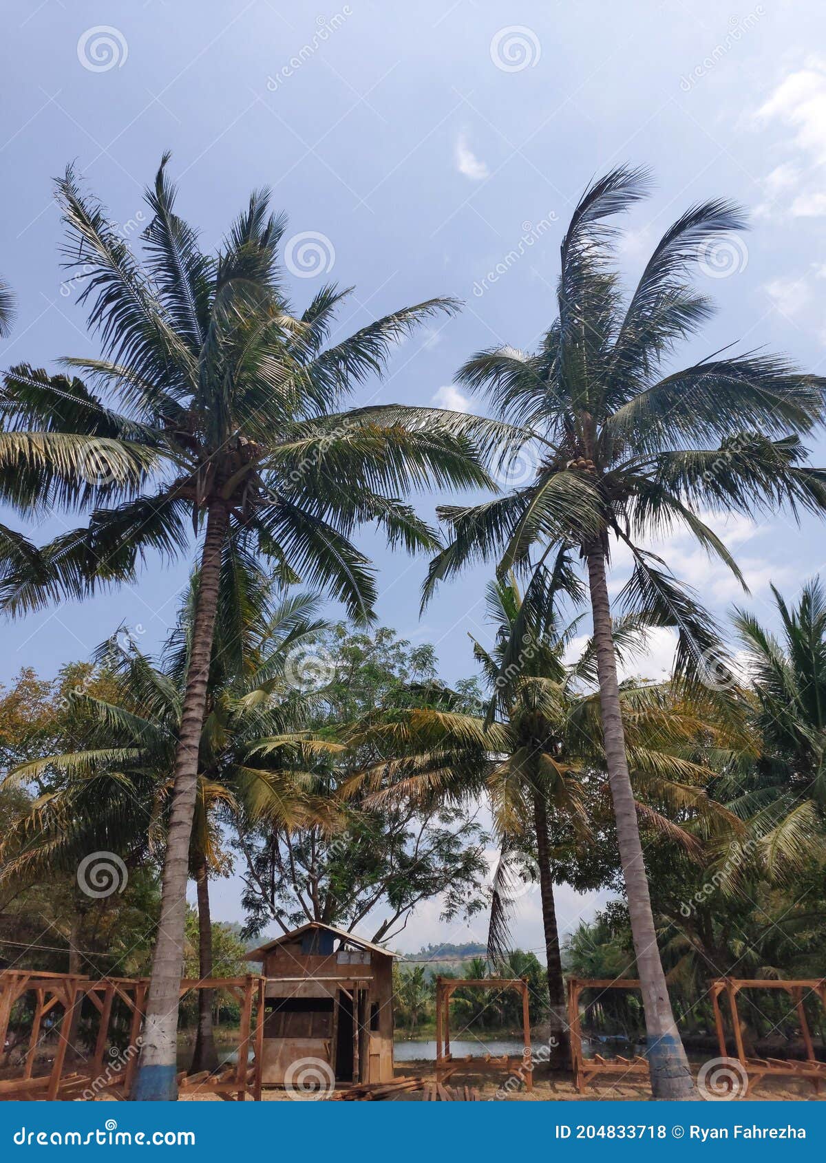 Twin Coconut tree stock photo. Image of tree, coconut - 204833718