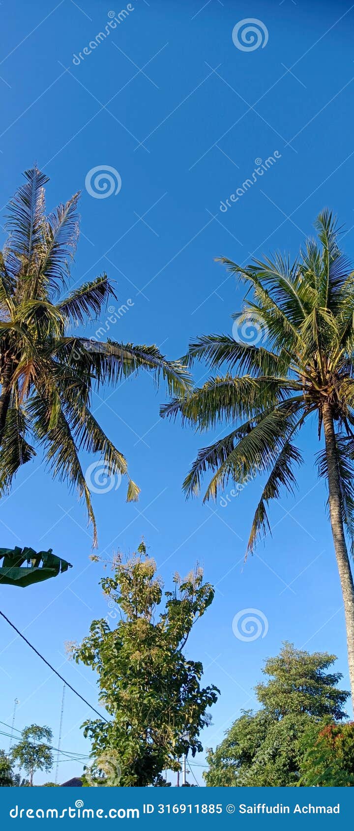 Twin coconut trees stock image. Image of plant, branch - 316911885
