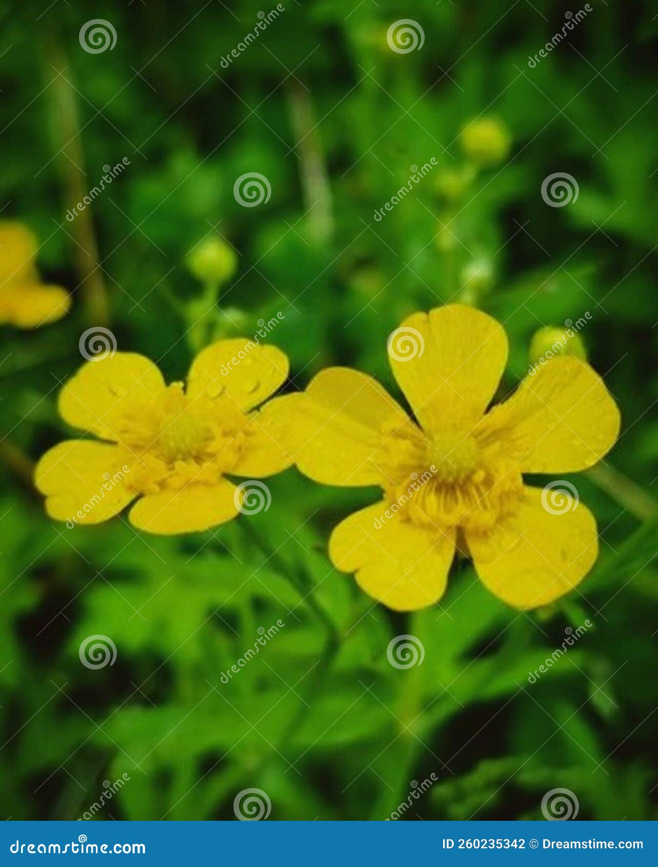 TWIN or COUPLE FLOWERS stock photo. Image of heart, flowers - 260235342