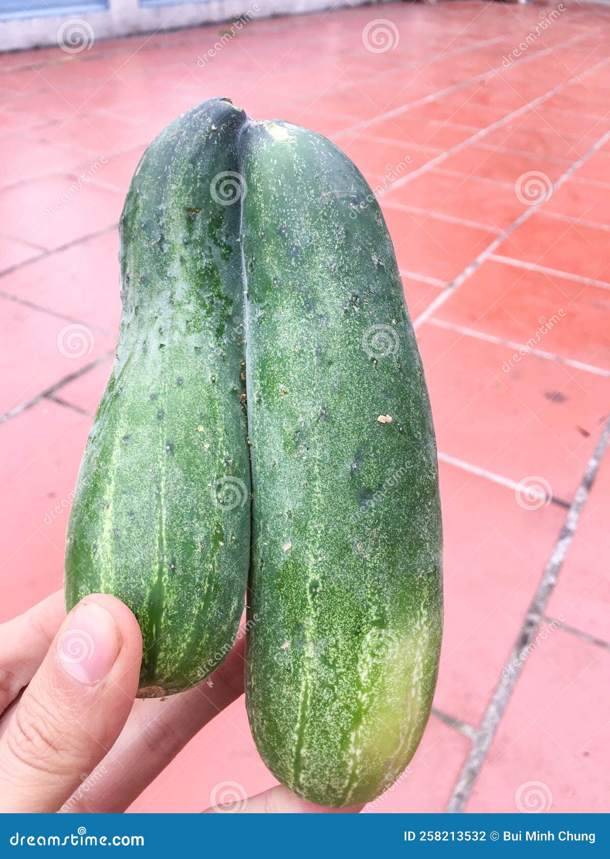 Twin Cucumbers Stick Together Stock Photo - Image of child, bread: 258213532